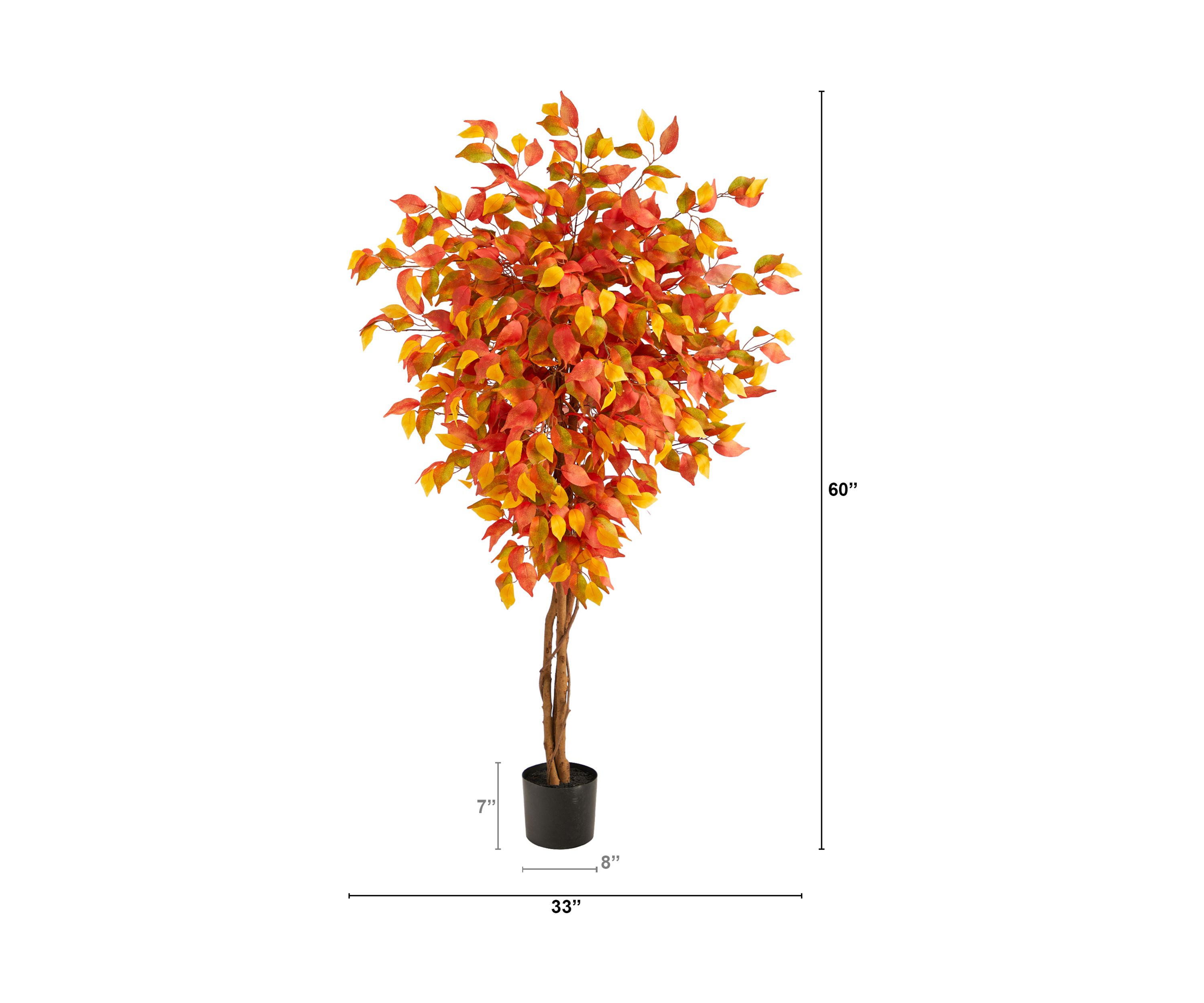 Autumn Ficus Tree