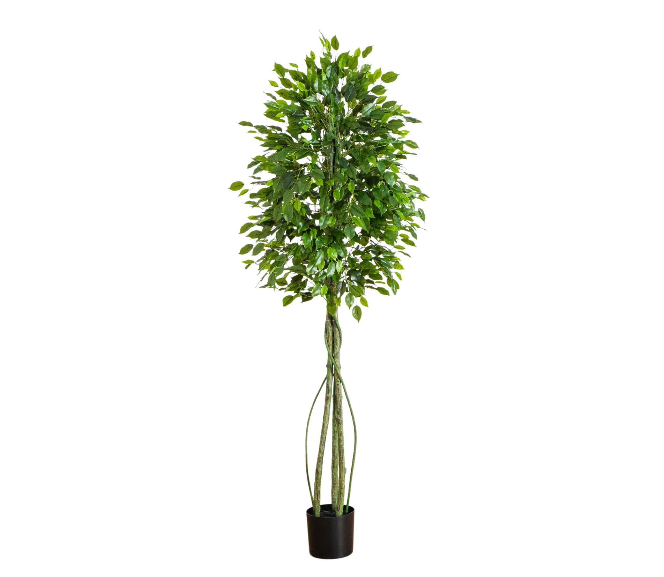 Nearly Natural 6.5-Foot UV Resistant Artificial Ficus Tree (Indoor ...