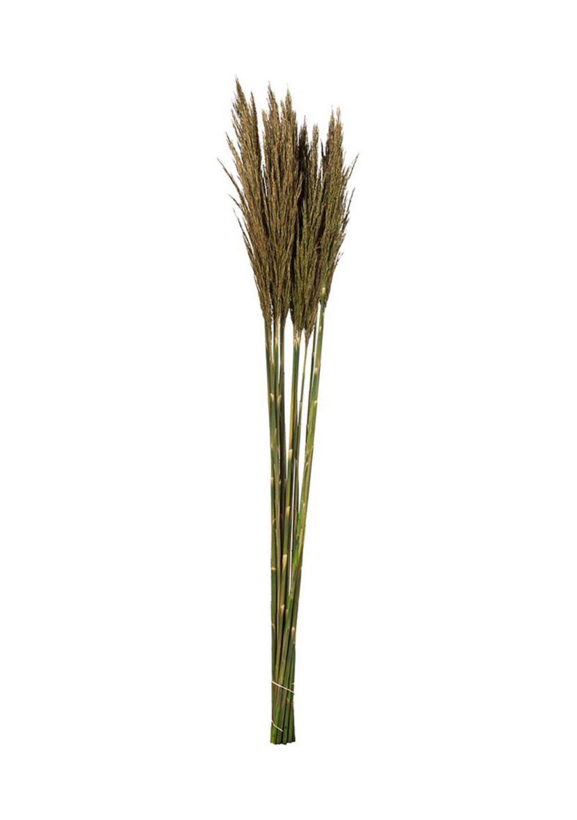 Vickerman Plume Reed Bundle (15-20 stems) | Belk