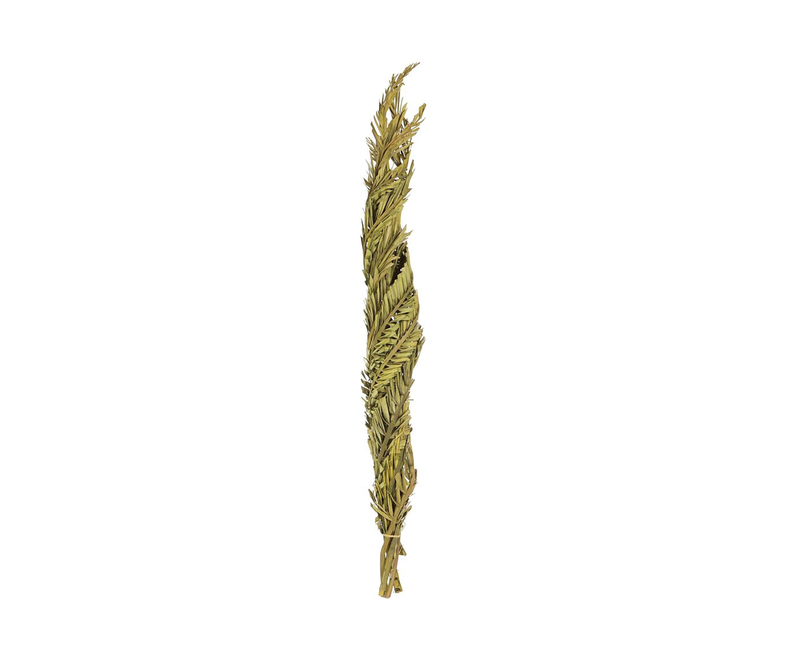 Vickerman Basil Coco Palms - Twisted, 6 stems, Dried | Belk
