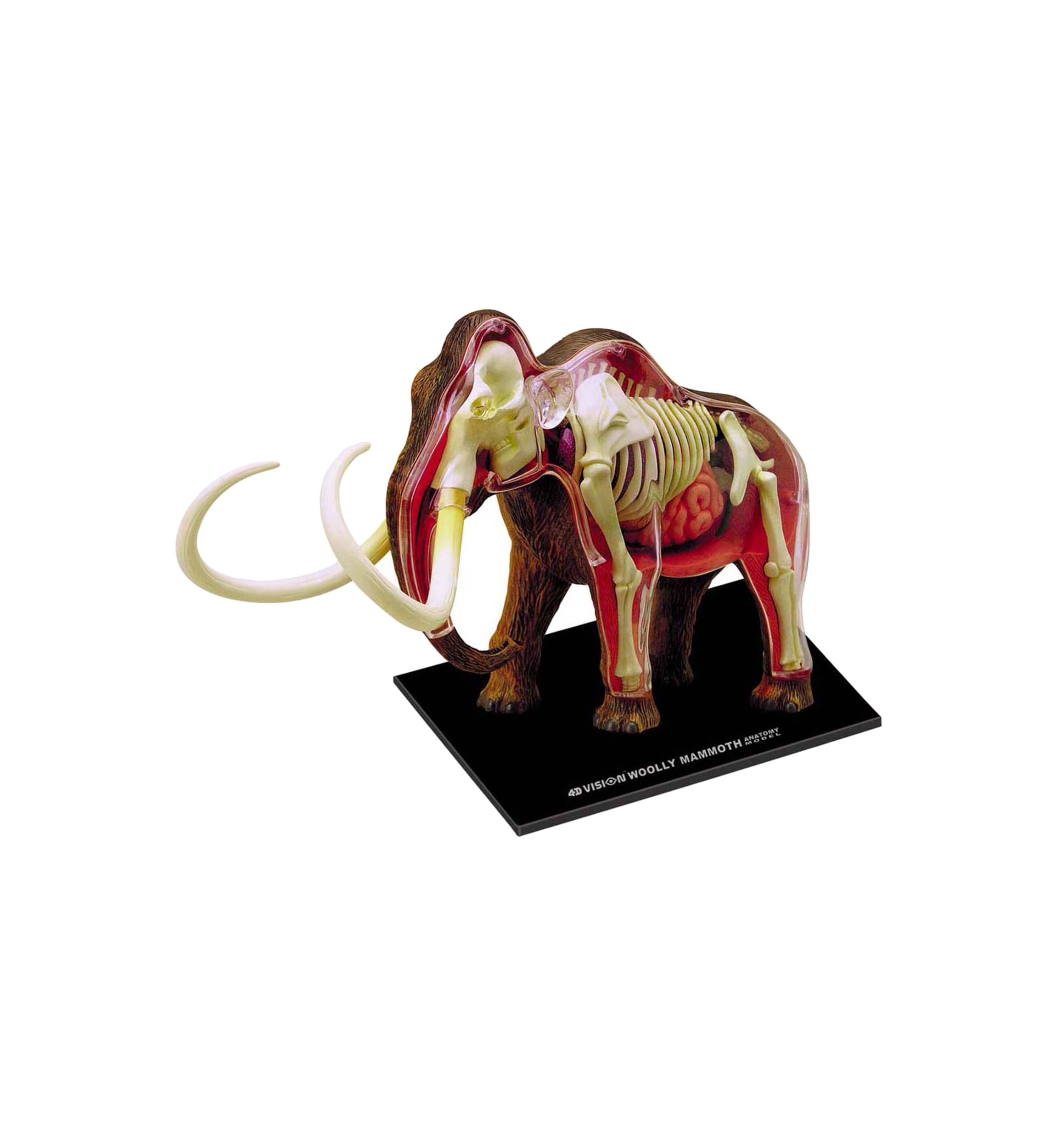 4D Master 4D Vision Wooly Mammoth Anatomy Model | Belk